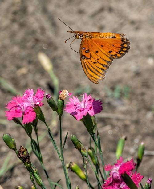 Saturday Gardening, Puttering and Adventure Thread, Sept. 9
