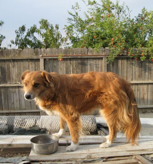 Ace of Spades Pet Thread, November 22