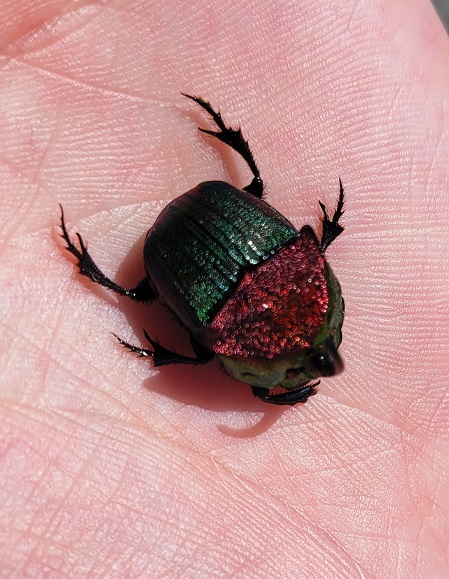 Ace of Spades Pet Thread, July 26