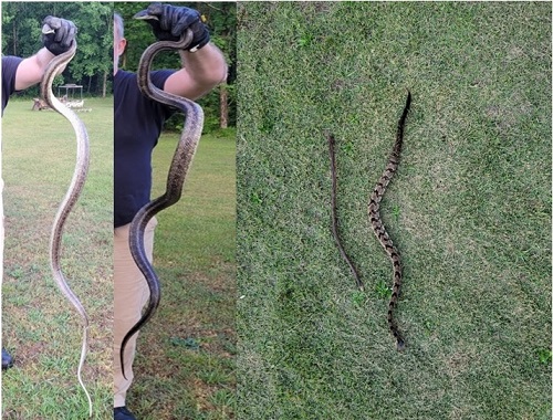 Ace of Spades Pet Thread, July 20