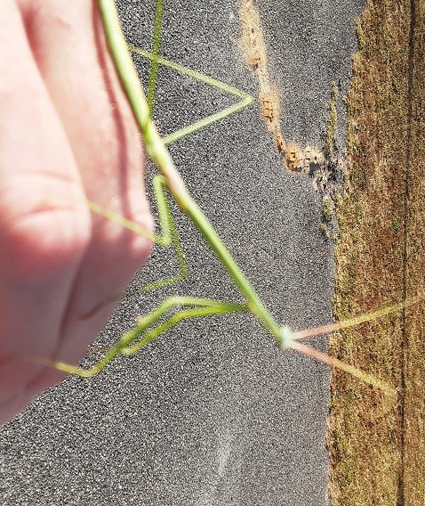 Ace of Spades Pet Thread, July 26