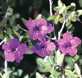 Saturday Gardening, Puttering and Outdoor Adventure Thread, Jan. 29