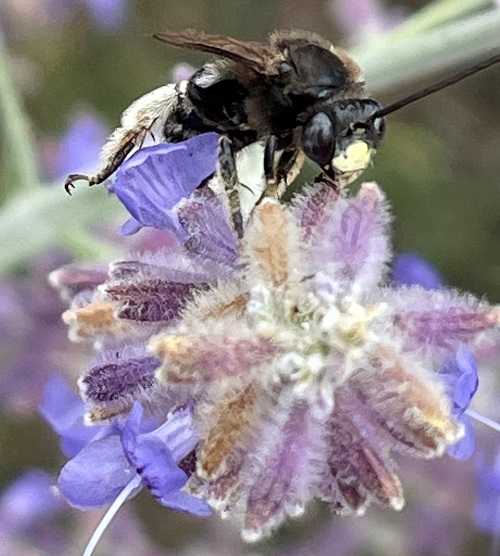 Saturday Gardening, Puttering and Adventure Thread, August 20