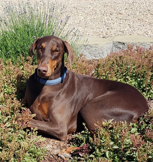 Ace of Spades Pet Threat, June 24