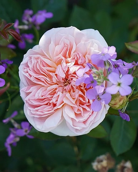 Gardening, Puttering and Adventure Thread, March 15