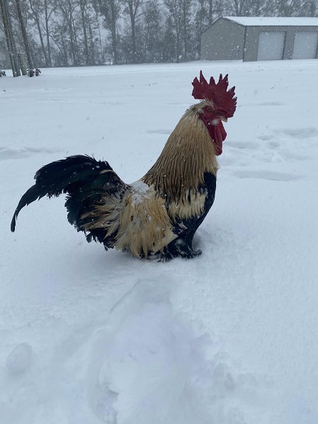 Ace of Spades Pet Thread, March 1