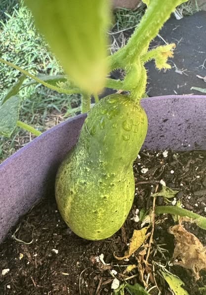 Gardening, Home and Nature Thread, August 2