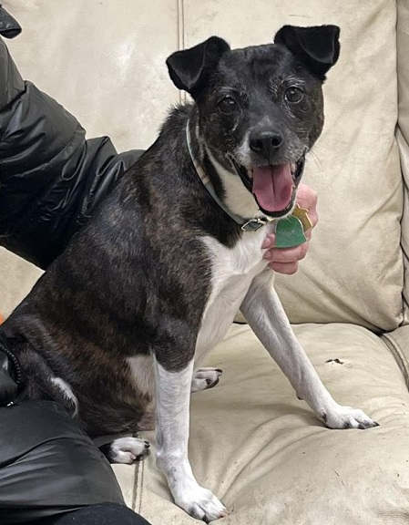 Ace of Spades Pet Thread, March 2