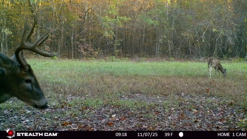 Ace of Spades Pet Thread, November 15