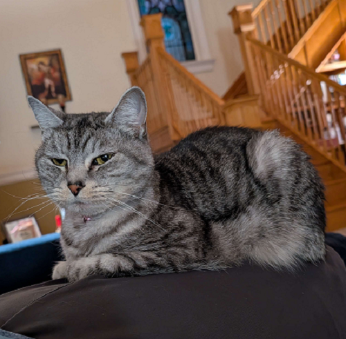 Ace of Spades Pet Thread, April 12