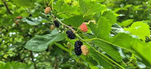 Gardening, Home and Nature Thread, June 20
