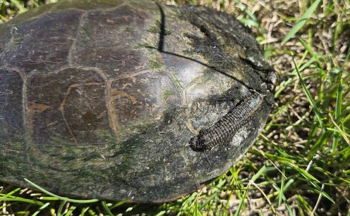 Gardening, Home and Nature Thread, June 20